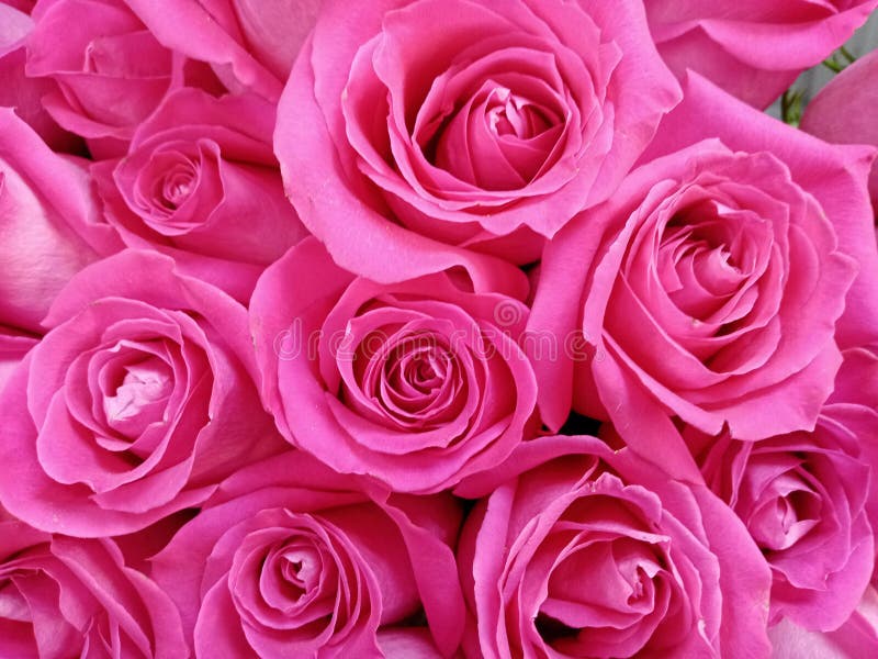 Bright Pink Roses. Tender Colourful Bouquet. Stock Image - Image of ...