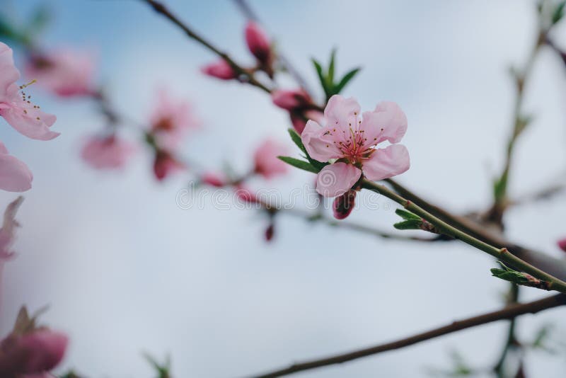 Bright Pink Spring Flowers Against a Blue Sky. Spring Blooming of ...