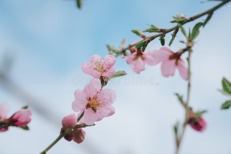 Bright Pink Spring Flowers Against a Blue Sky. Spring Blooming of ...