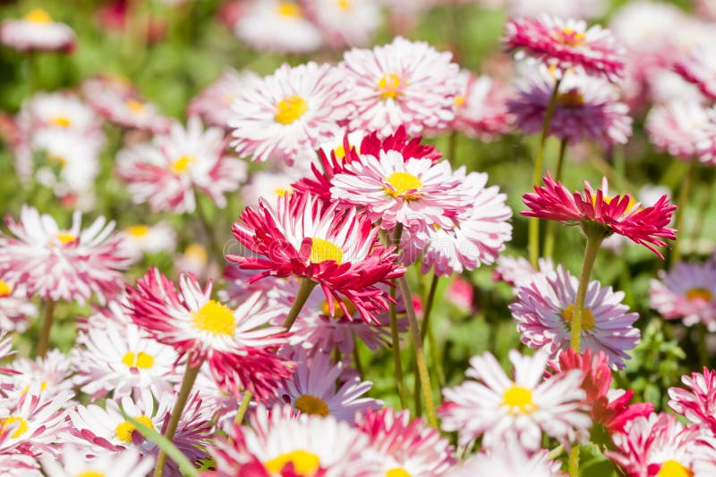 Bright pink summer flowers stock image. Image of background - 54124293
