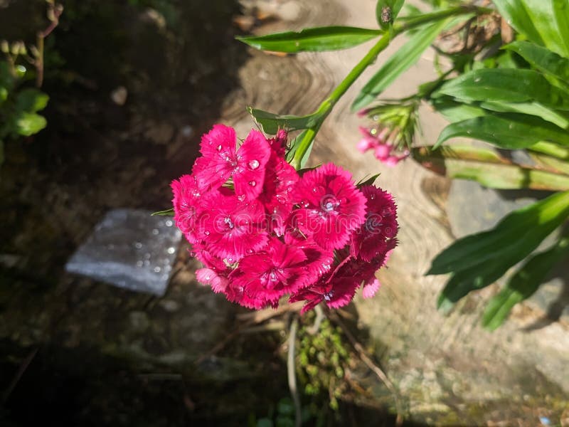 Pink Sweet Dessert Set at Luxury Hotel Stock Photo - Image of pink ...