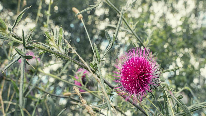 Bright Pink Thistle Flowers on the Edge of the Forest Stock Image ...