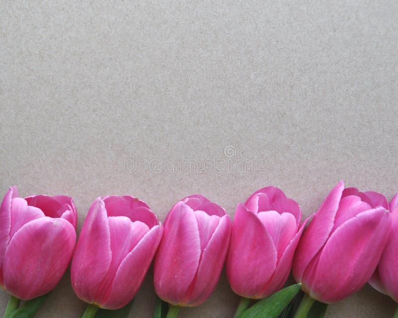 Bright Pink Tulip Flower Border on Textured Background with Text and ...