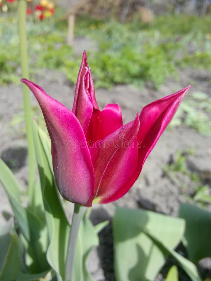 Bright Pink Tulip with Sharp-shaped Petals in Garden Stock Photo ...