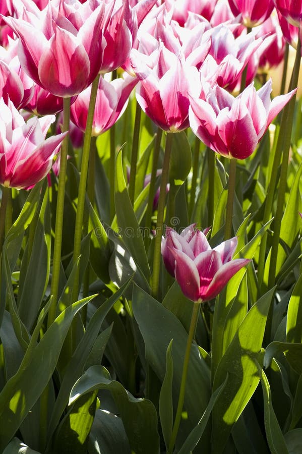 Red tulips stock image. Image of bunch, detail, sunlight - 5096863