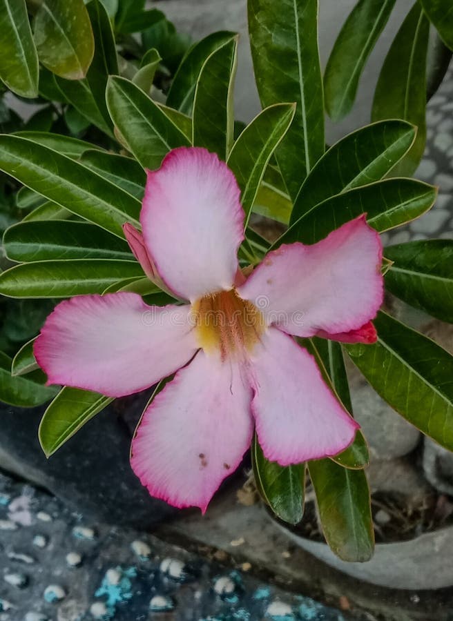 Bright Pink or White Adenium Flowers Bloom Beautifully Stock Image ...