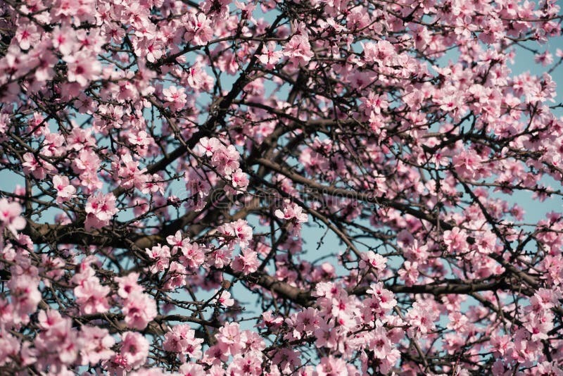 Bright Pink and White Flowers on Trees, Blooming, Spring Landscape ...