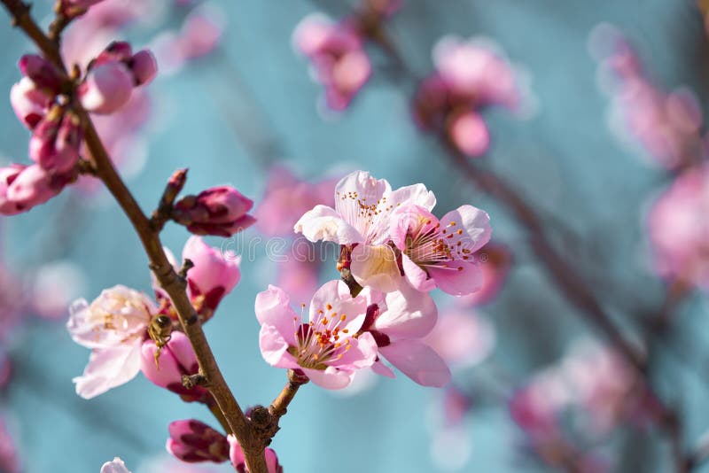 Bright Pink and White Flowers on Trees, Blooming, Spring Landscape ...