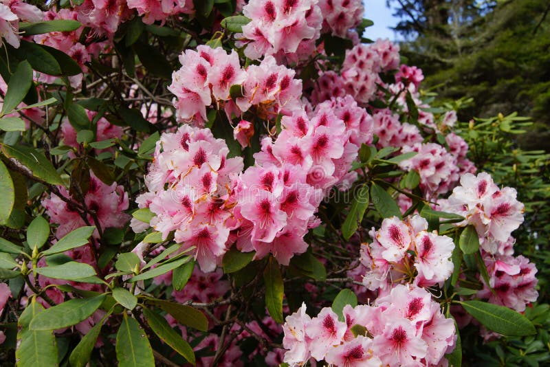 Bright Pink and White Rhododendron Stock Photo - Image of coast ...
