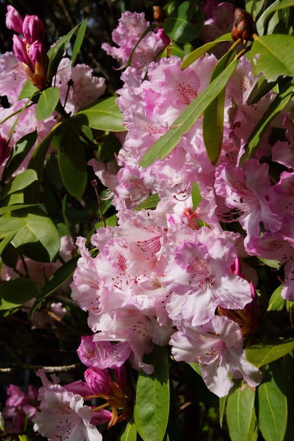 Bright Pink and White Rhododendron Stock Photo - Image of blossom ...