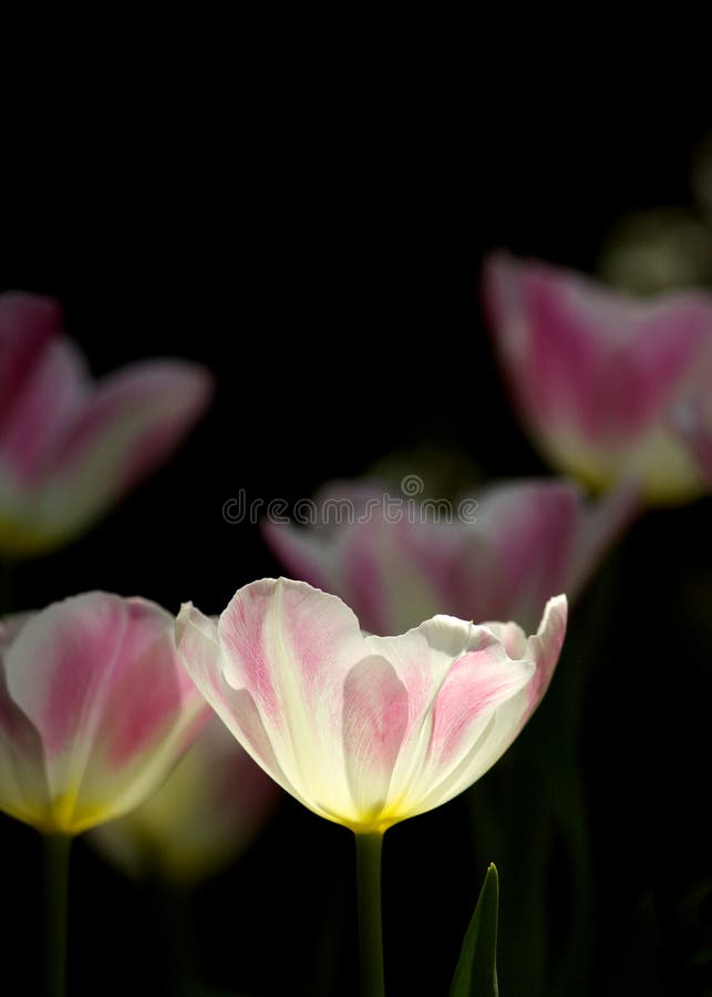 Bright Pink and White Tulips Stock Image - Image of blossom, outdoor ...