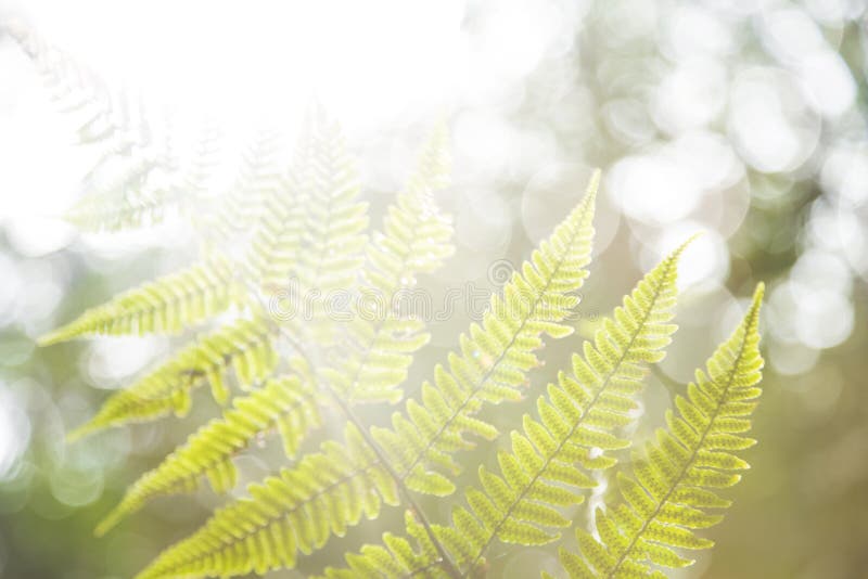 Bright Plants stock photo. Image of outdoor, plants - 102218844