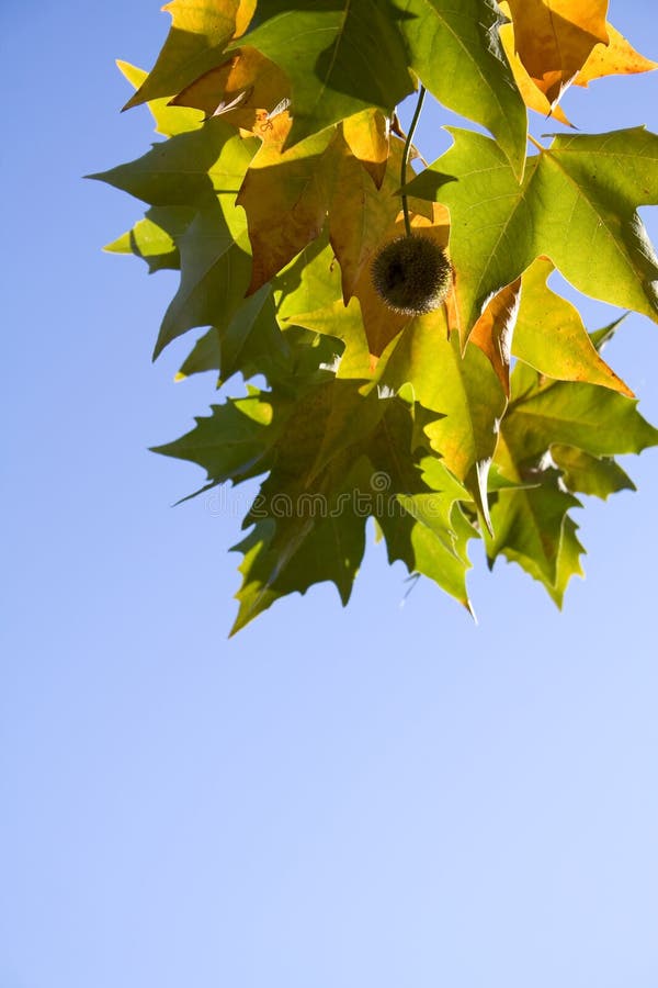 Plane-tree seed balls stock photo. Image of tree, plane - 3381140