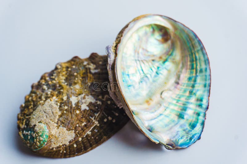 Colorful Abalone Shell on a White Background- Close Up of Mother-of ...