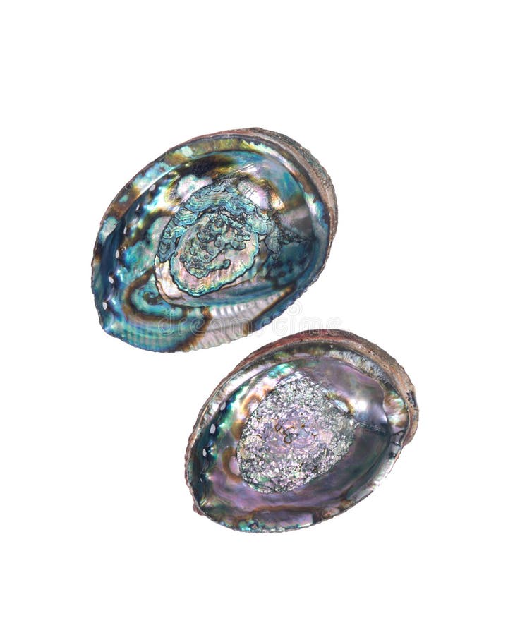 Bright Polished Rainbow Abalone Shell Stock Image - Image of green ...