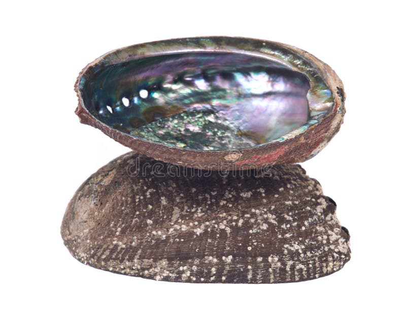 Bright Polished Rainbow Abalone Shell Stock Image - Image of nacre ...