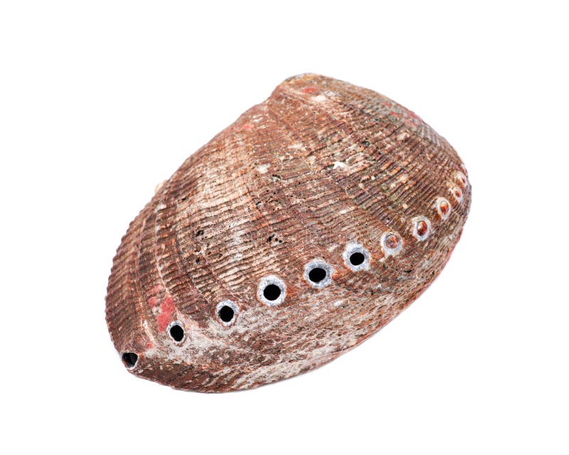 Bright Polished Rainbow Abalone Shell Isolated on White Stock Image ...