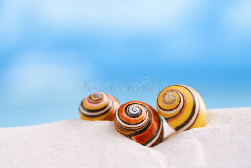 Bright Polymita Shells on White Beach Sand Under the Sun Stock Photo ...