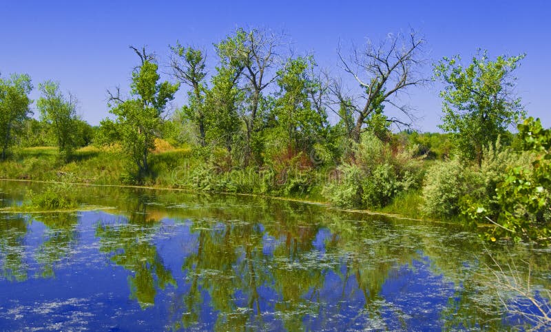Prairie Pond with Grasses stock photo. Image of afternoon - 21551362
