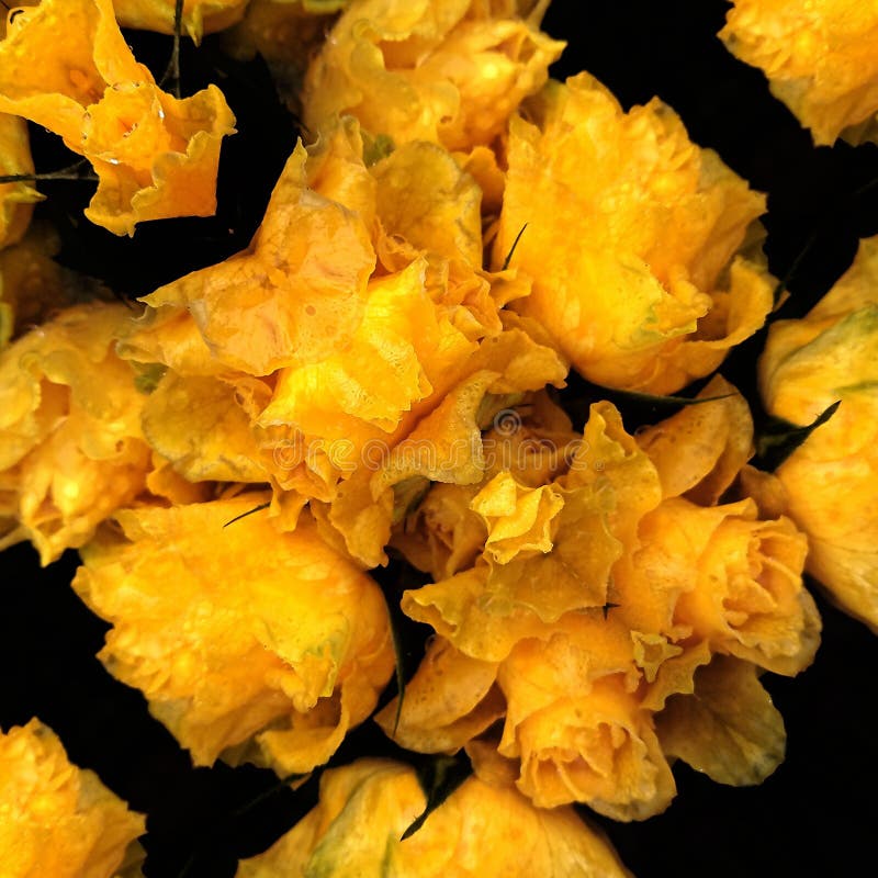 Bright Powerful Yellow Roses Abstract Background Stock Image - Image of ...