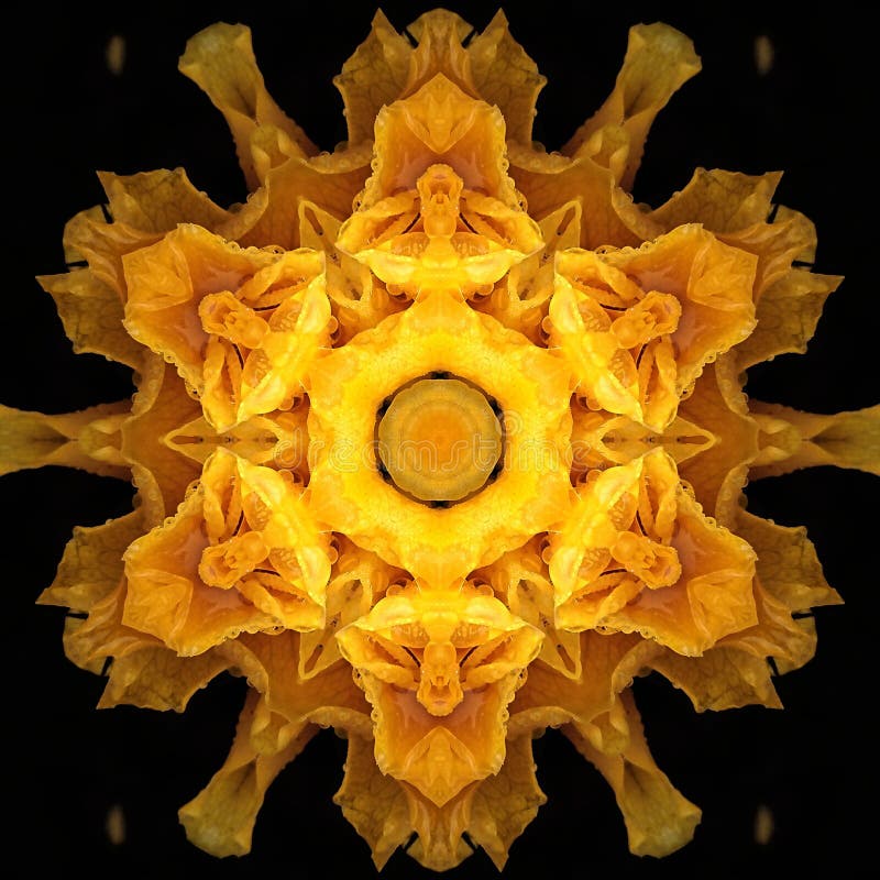 Bright Powerful Yellow Roses Abstract Background Stock Image - Image of ...