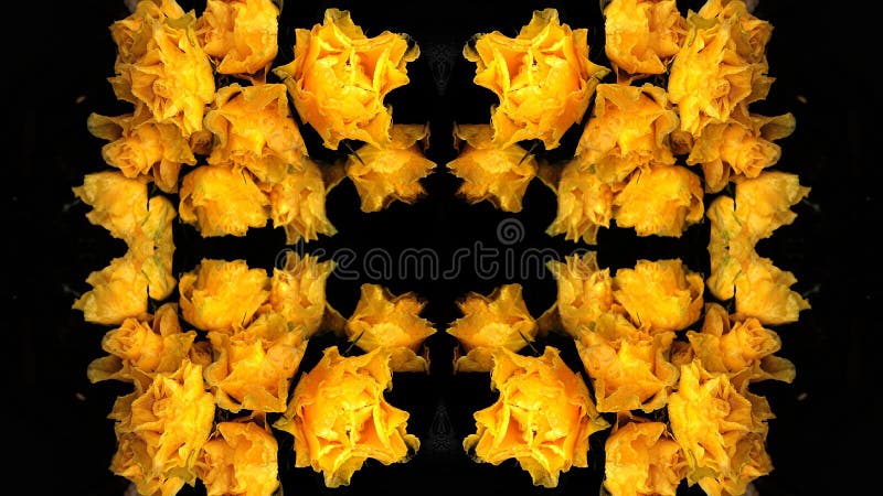 Bright Powerful Yellow Roses Abstract Background Stock Image - Image of ...