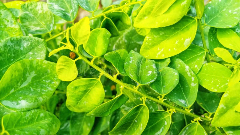 Bright and Pretty Green Leaf Background Stock Photo - Image of natural ...