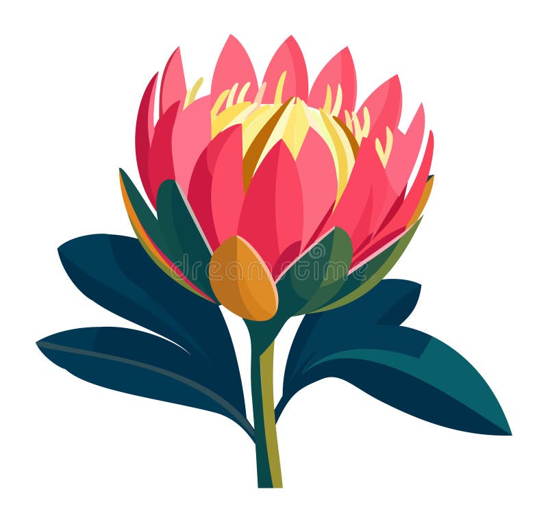 Bright Protea Flower. Vector Isolated Illustration Stock Illustration ...