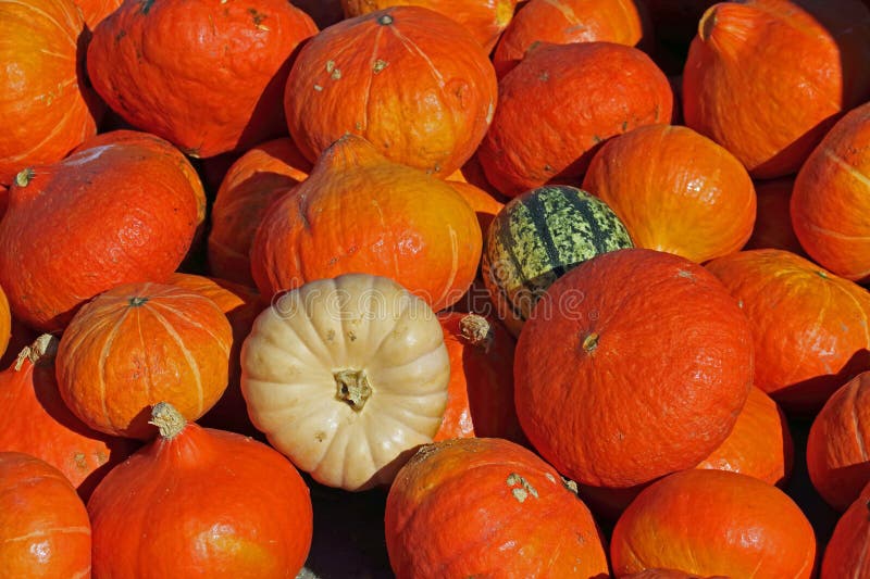 Bright Pumpkin Fruit in the Field in Autumn in the Sunlight Stock Image ...