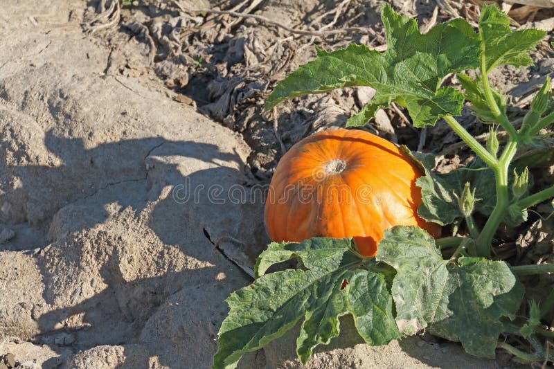 Bright Pumpkin Fruit in the Field in Autumn in the Sunlight Stock Photo ...