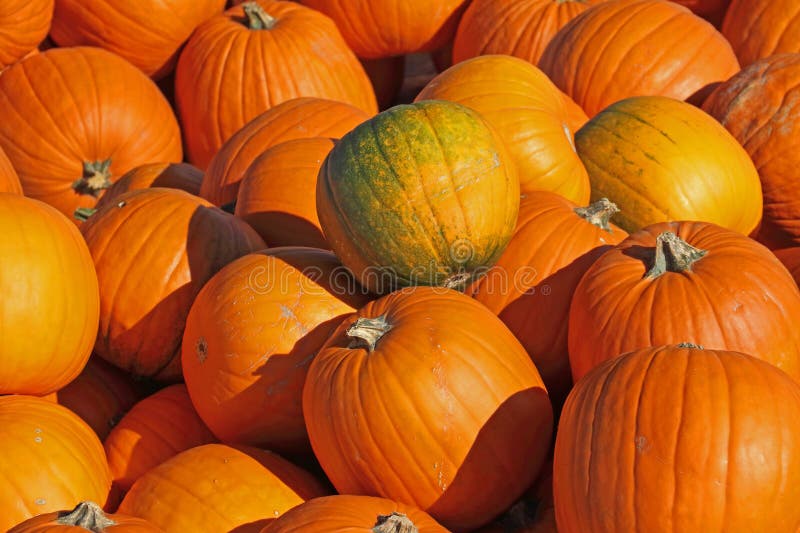 Bright Pumpkin Fruit in the Field in Autumn in the Sunlight Stock Image ...