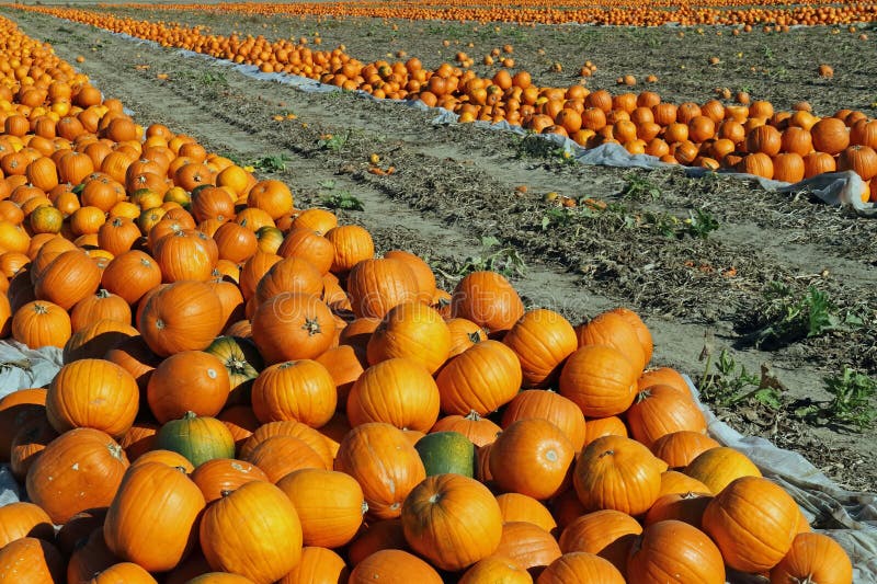 Bright Pumpkin Fruit in the Field in Autumn in the Sunlight Stock Photo ...