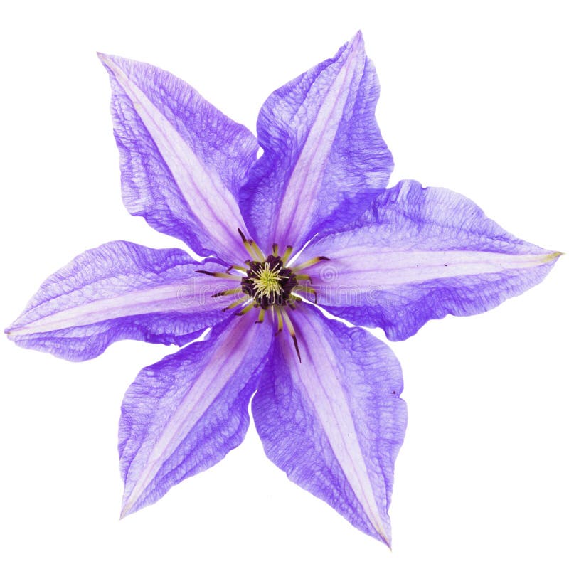 Bright Purple Clematis Flower Stock Image - Image of buttercup, blossom ...