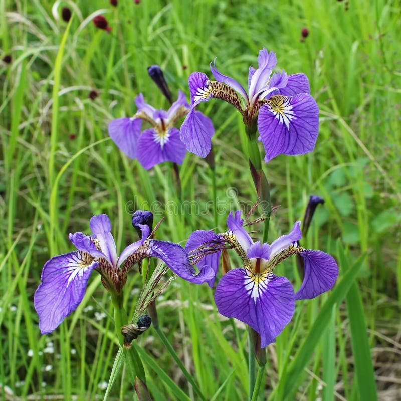 Bright purple flowers stock image. Image of summer, purple - 32372713