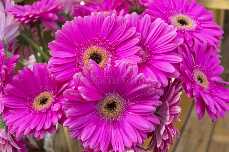 Bright purple gerberas stock image. Image of magenta - 95584737