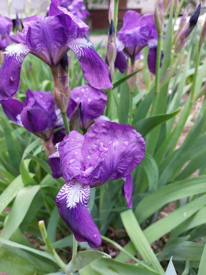 Bright Purple Iris in Raindrops on a Spring Flower Bed Stock Photo ...