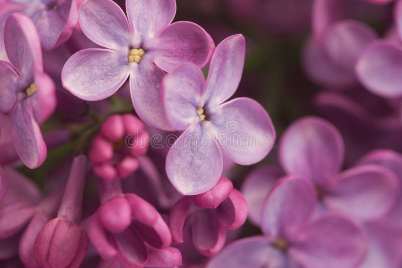 Bright Purple Lilac Flowers Close Up Stock Photo - Image of lilac ...
