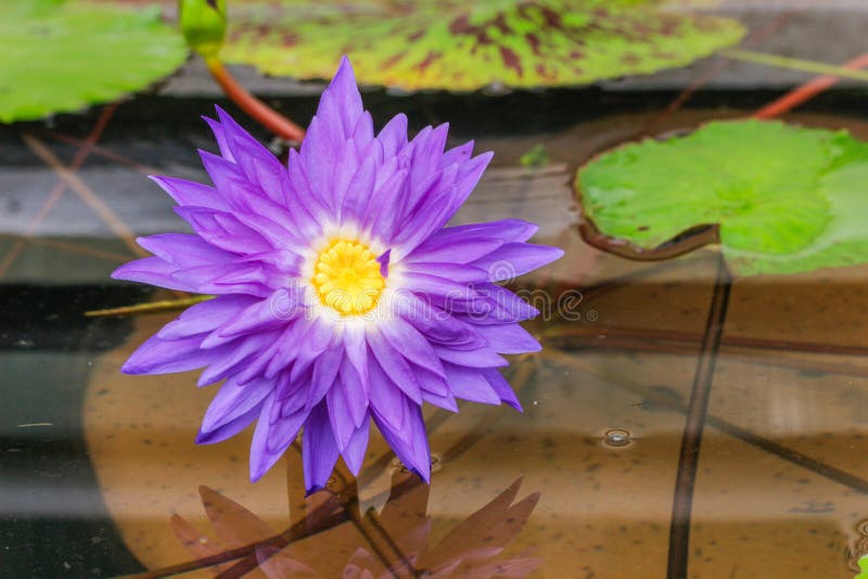 Bright Purple Lily with a Reflection Stock Photo - Image of garden ...
