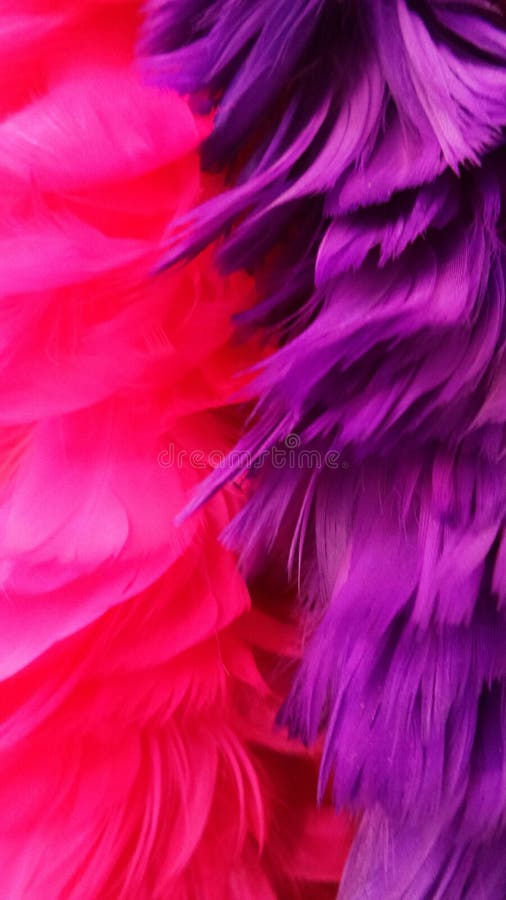 Bright Purple and Shocking Pink Feather Sparkling Colourful Background ...
