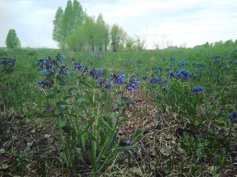 Bright Purple Spring Flowers in the Forest Grow in the Grass Stock ...