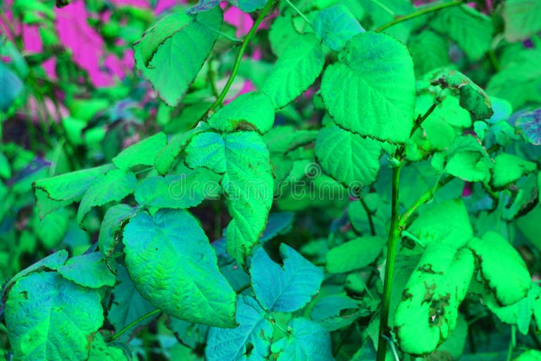 Beautiful Bright Raspberry Leaves in Art Processing with Different ...