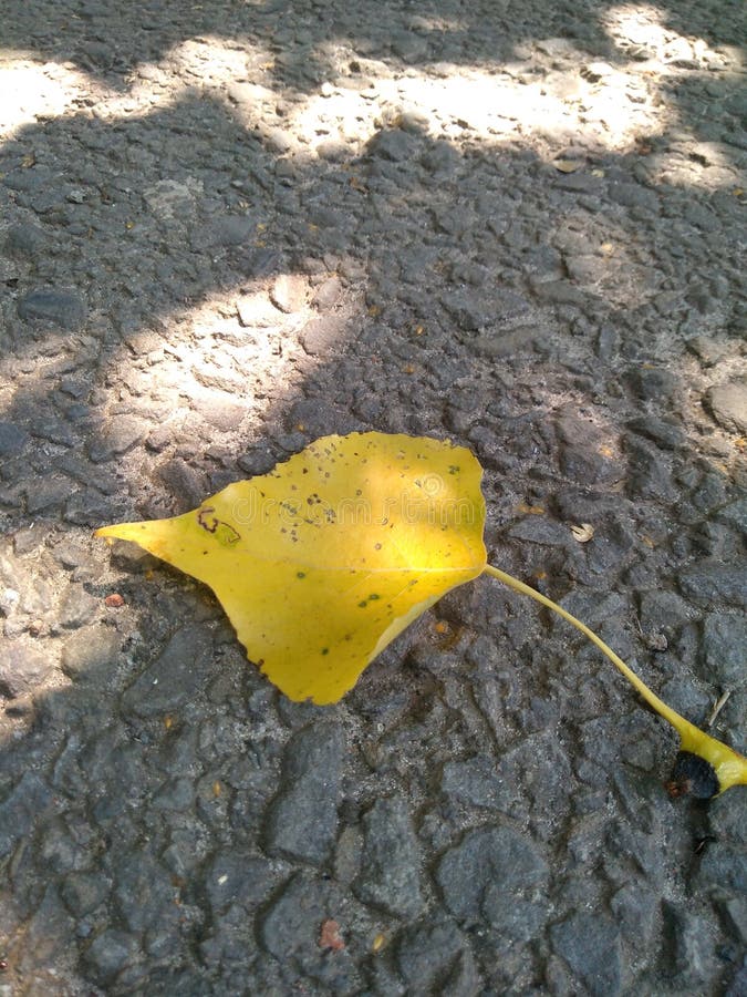 First leaf of autumn. stock image. Image of bright, sunlight - 193058781