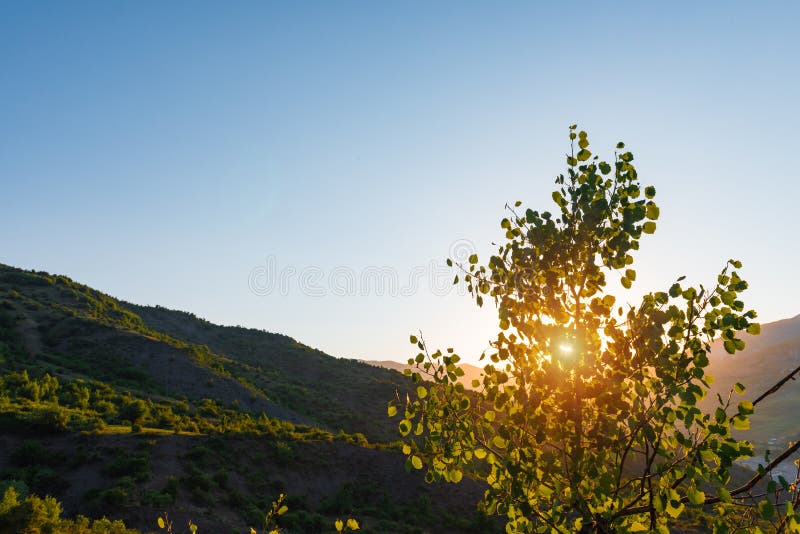 Bright Rays of Morning Sun through the Tree Crown Stock Image - Image ...