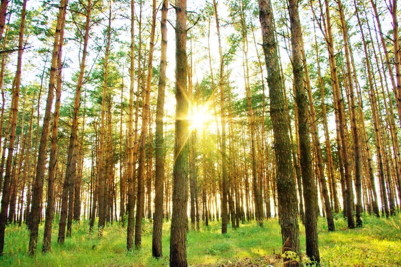 Bright Rays of Sunlight in the Trees in the Forest in Summer Stock ...