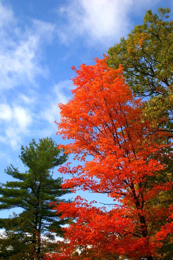 Bright Red stock image. Image of leaves, nature, colour - 35517