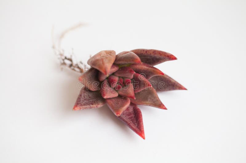 Bright Red Agavoides Echeveria Shaikh Flower Stock Image - Image of ...