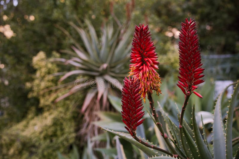 Bright Red Aloe Vera Flowers in the Garden are Illuminated by the ...