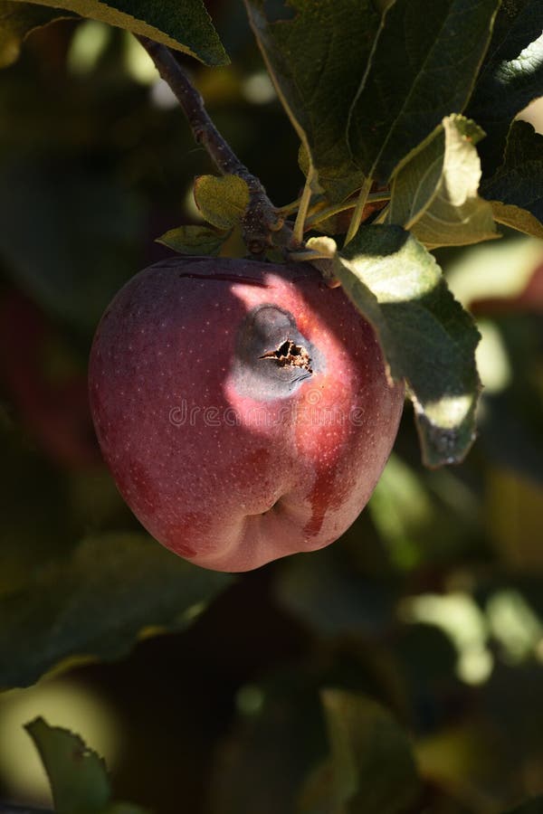 Wormy apple stock photo. Image of flora, orchard, rotting - 200451216