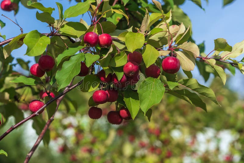 Bright Red Apples on a Decorative Apple Tree in the Park, Selective ...