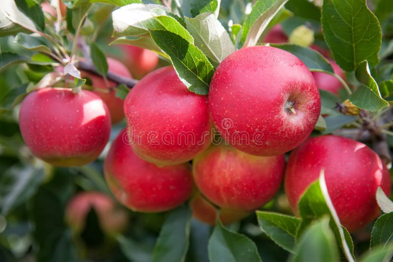 Bright red apples stock photo. Image of crop, hanging - 58270922